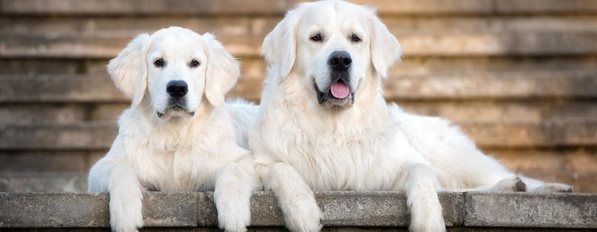 Are you ready for a second dog?