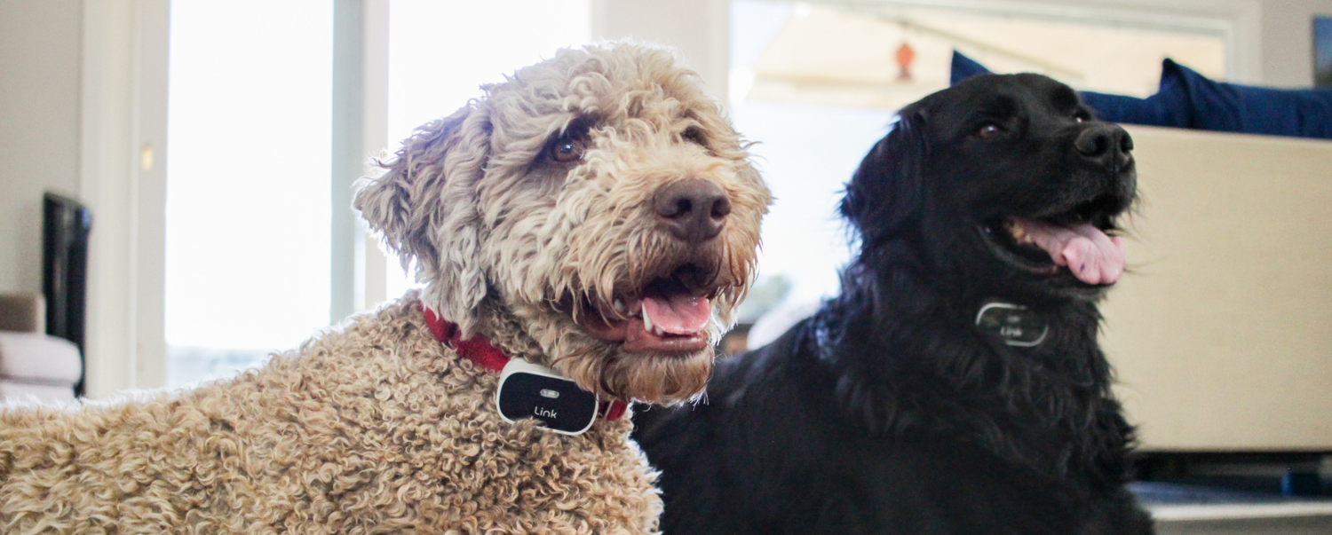 Understanding Your Link: Link Health Symptom Analysis & Televet Servic