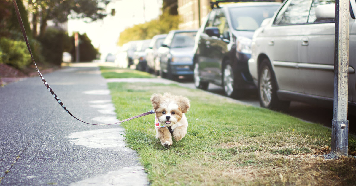 10 Tips for Potty Training Your Puppy