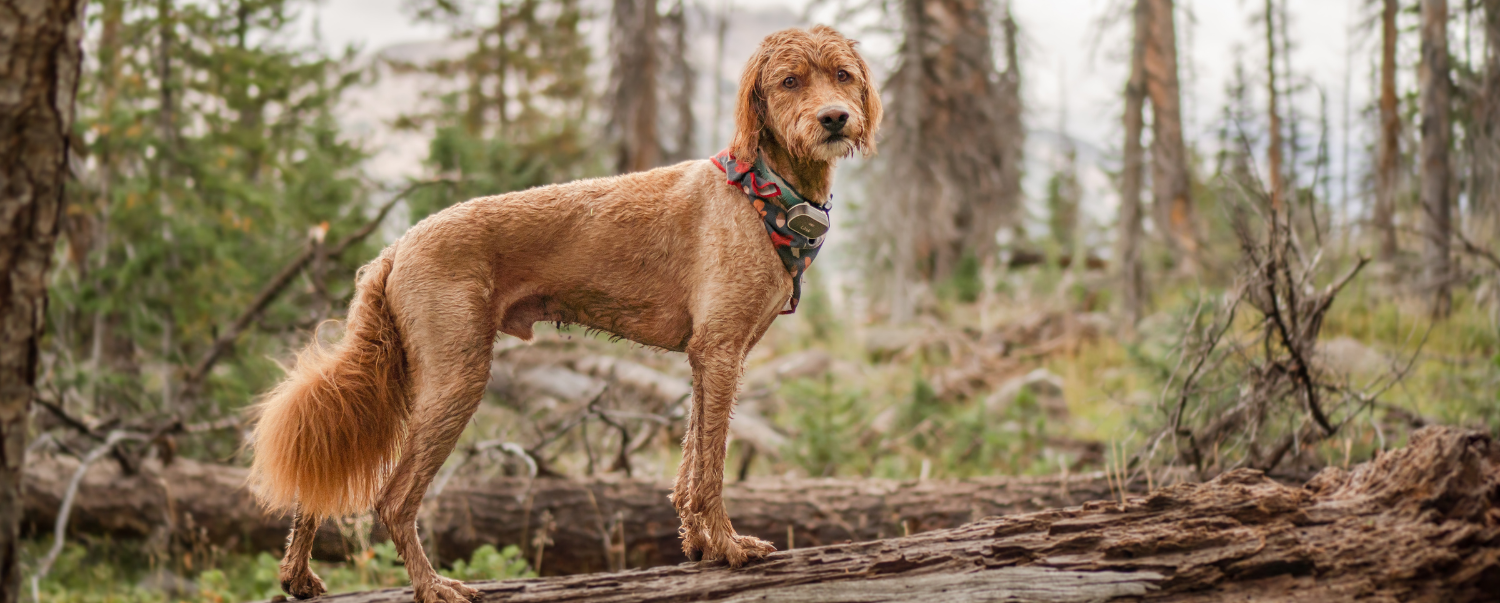 Safeguarding Your Dog: The Layered System of Protection - Microchips,