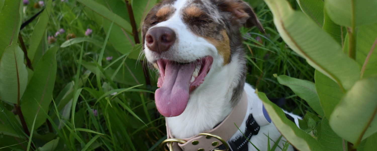 Why Does My Dog Burp So Much?