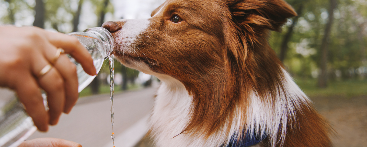 Everything You Need to Know About Dog Hydration