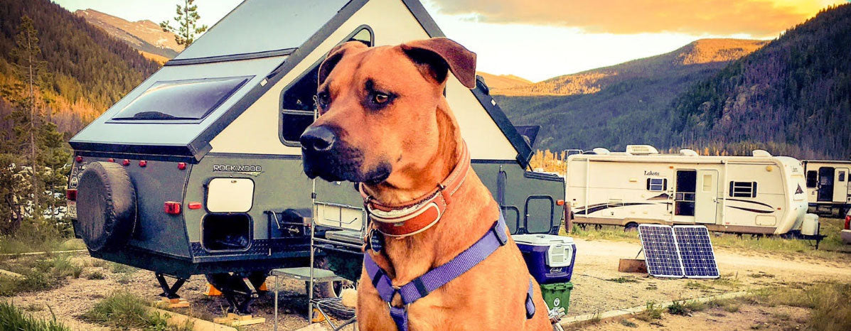 The Link Pack: Adventure Dogs
