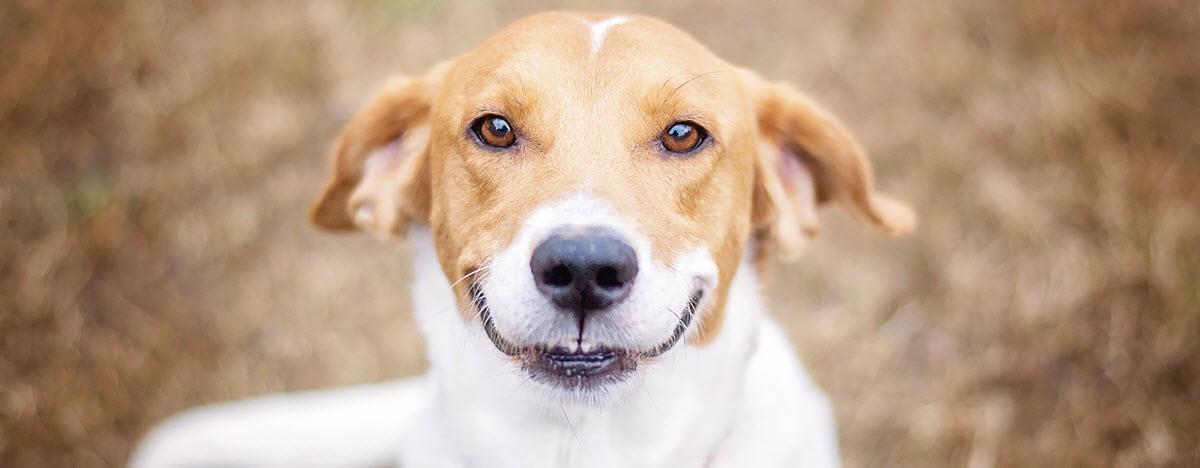 Cool Ways to Name Your Puppy