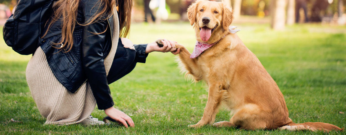 Paw Preference: Is Your Pup a Righty Or Lefty?