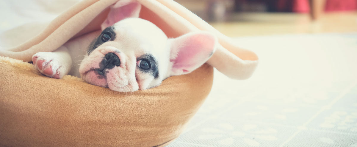 Eat, Play Sleep: Decoding Your Dog’s Sleep Cycle