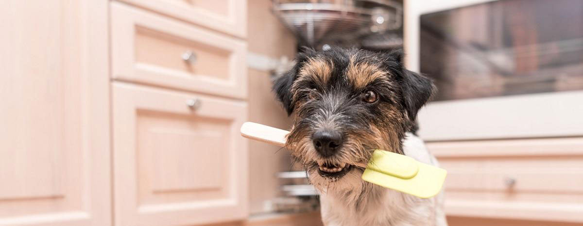 5 Healthy Dog Snacks to Use For Dog Training