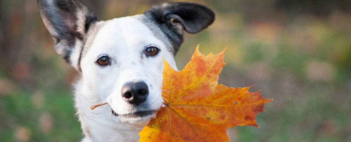 Goodbye Dog Days of Summer, Hello Dog Friendly Fall