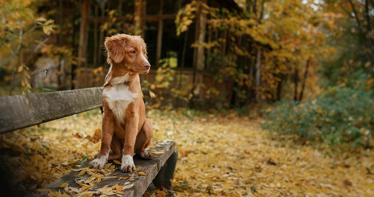 5 Hazards You and Your Pup Need to Be Aware of This Fall
