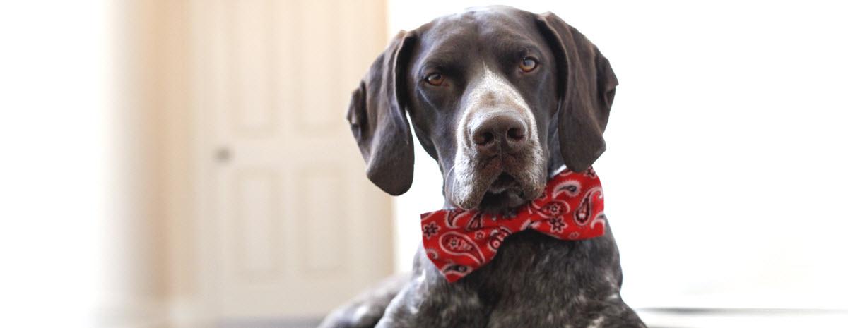 Top 10 Dog Fashion Trends to Watch in 2017