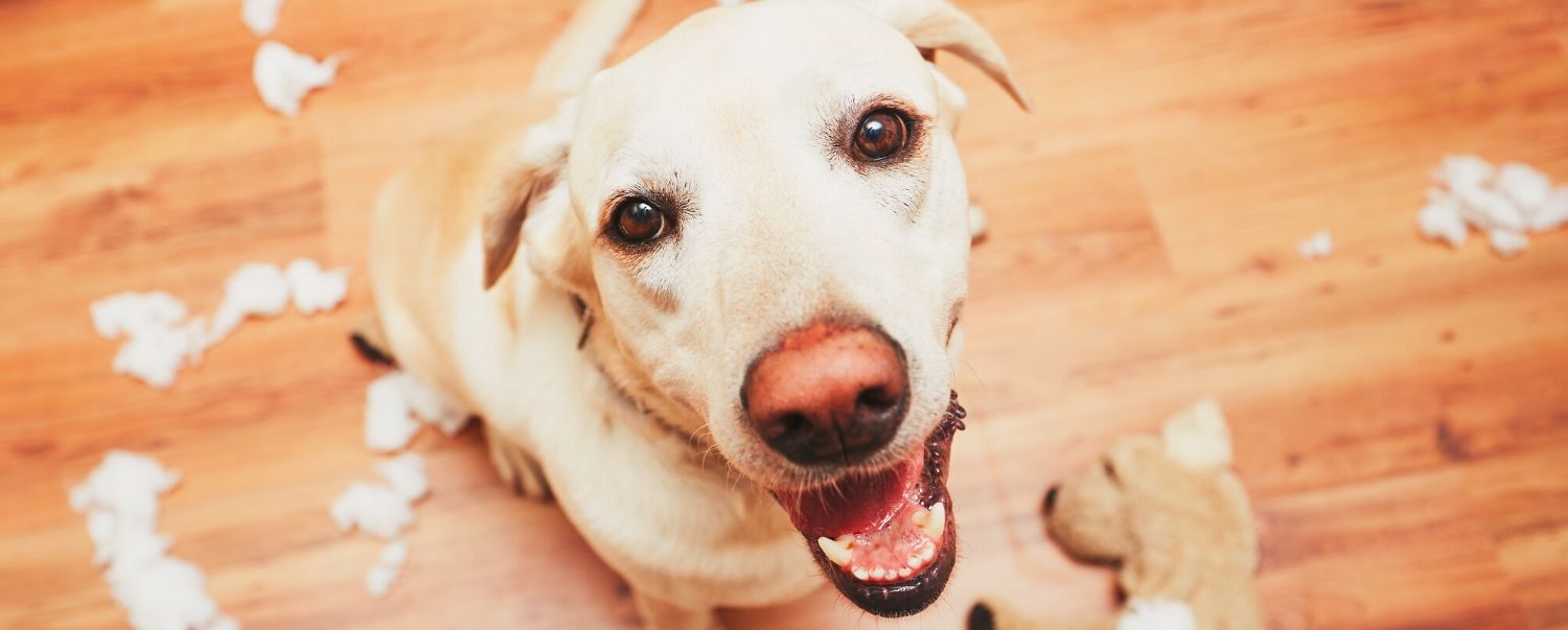 How to Clean the Most Common Dog Mess | Link