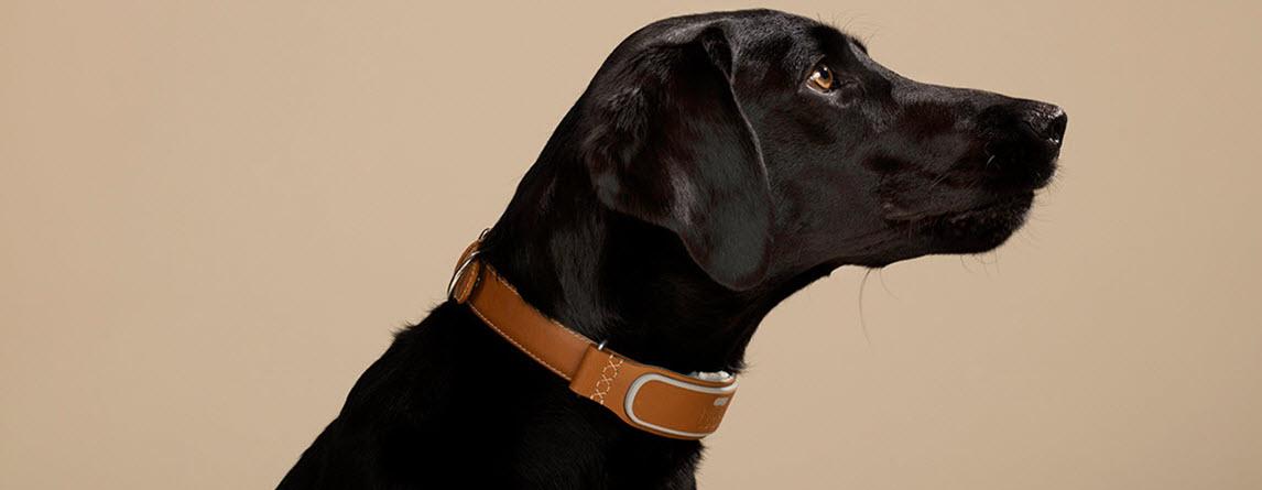 Introducing The Link Smart Dog Collar