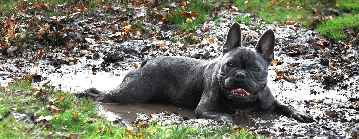 How to Care for Your Dog During Mud Season
