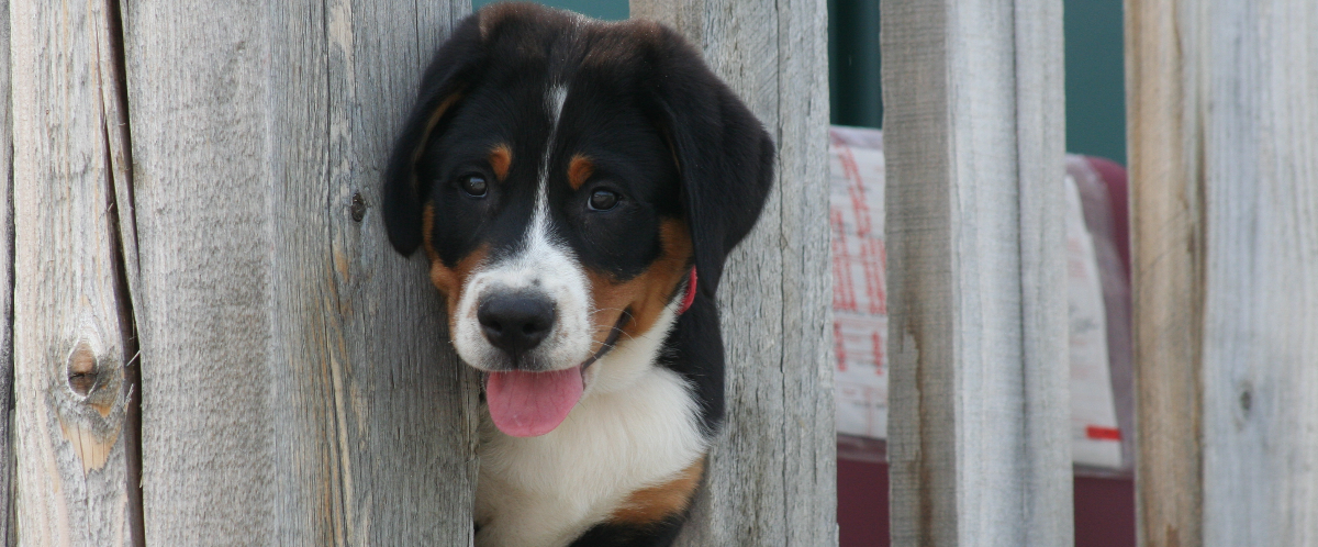 Outsmarting Your Escape Artist
