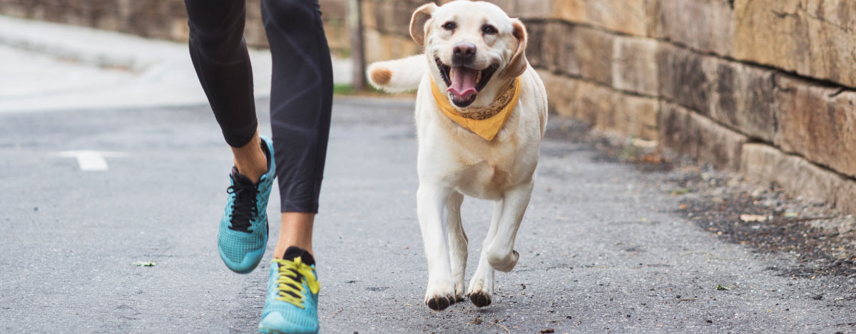 8 Tips For Running With Your Dog