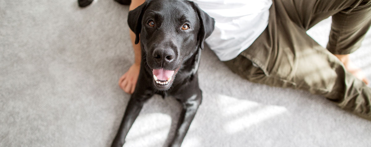 The Best Tech Toys for Dogs