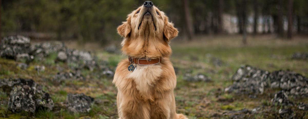 The Link Pack - Join Us!