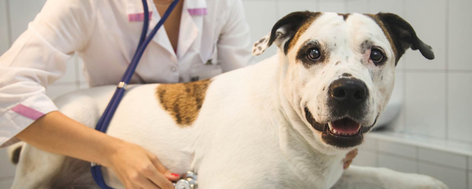 Understanding Dilated Cardiomyopathy in Dogs