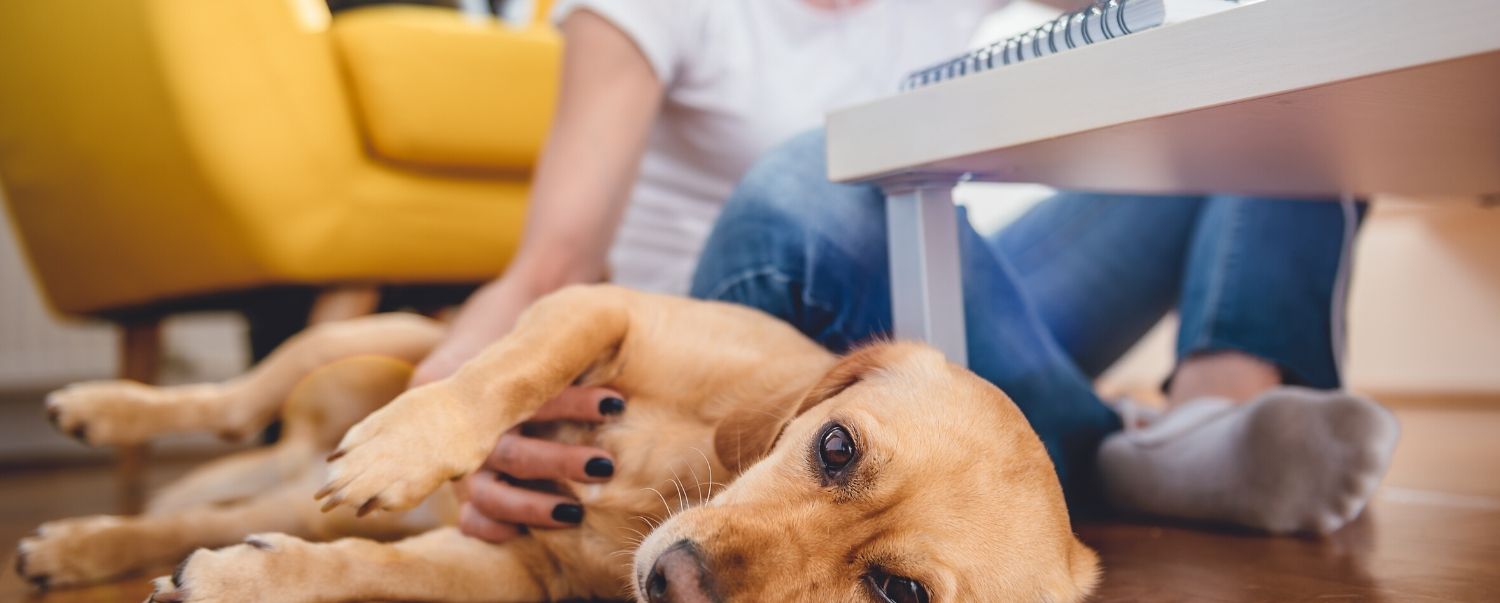 Working From Home With Your Dog