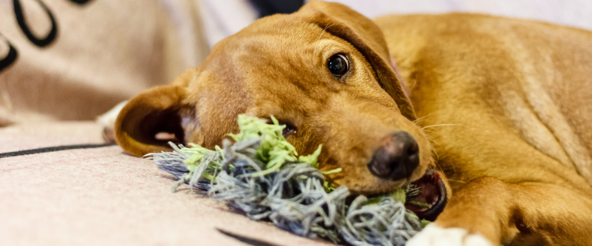 Your Trash is Your Dog's Treasure: DIY Dog Toys