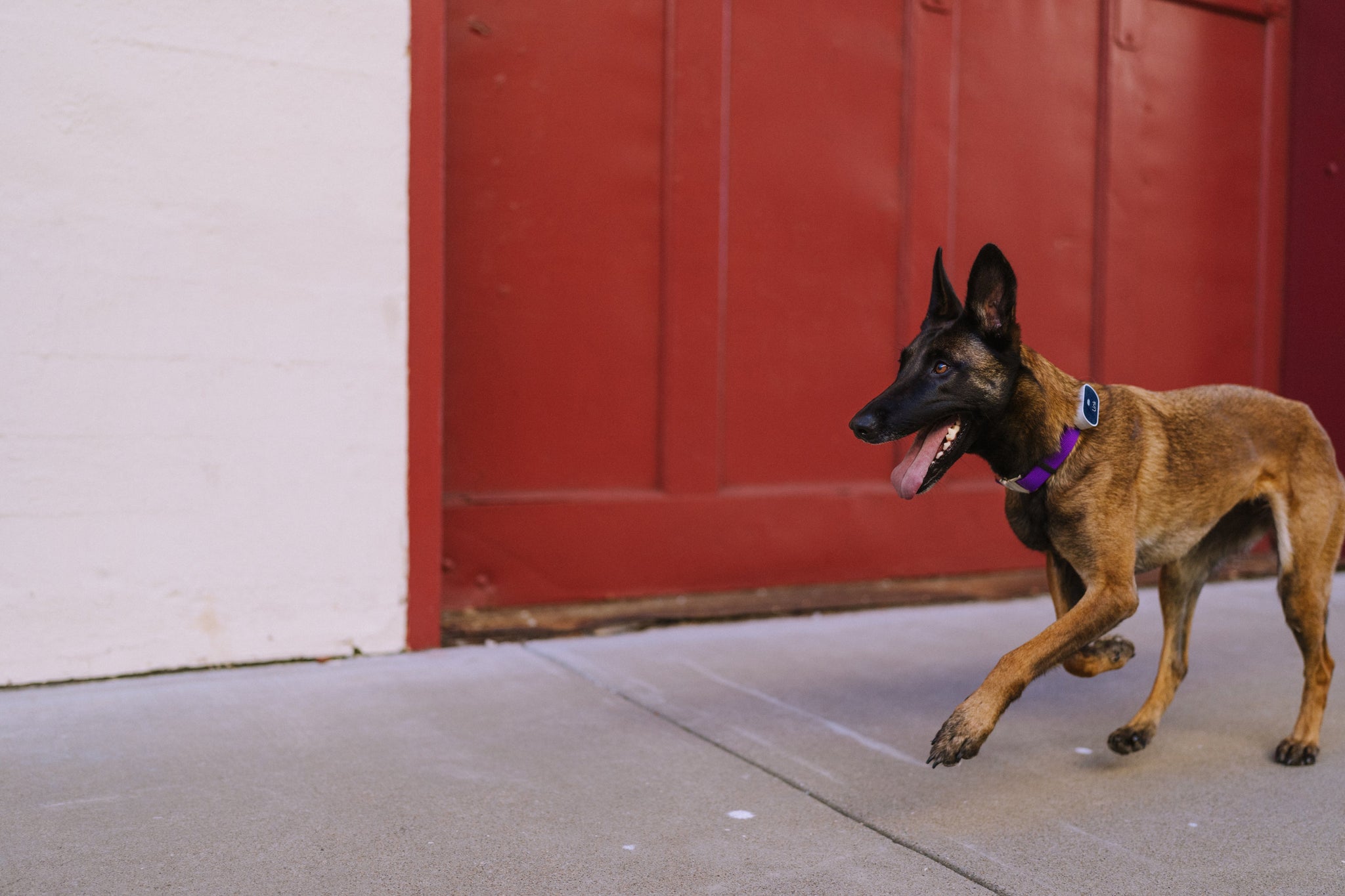 Pet App for Our smart GPS Collar | Link