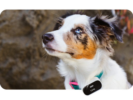 How Our Pet GPS Tracker Works | Link