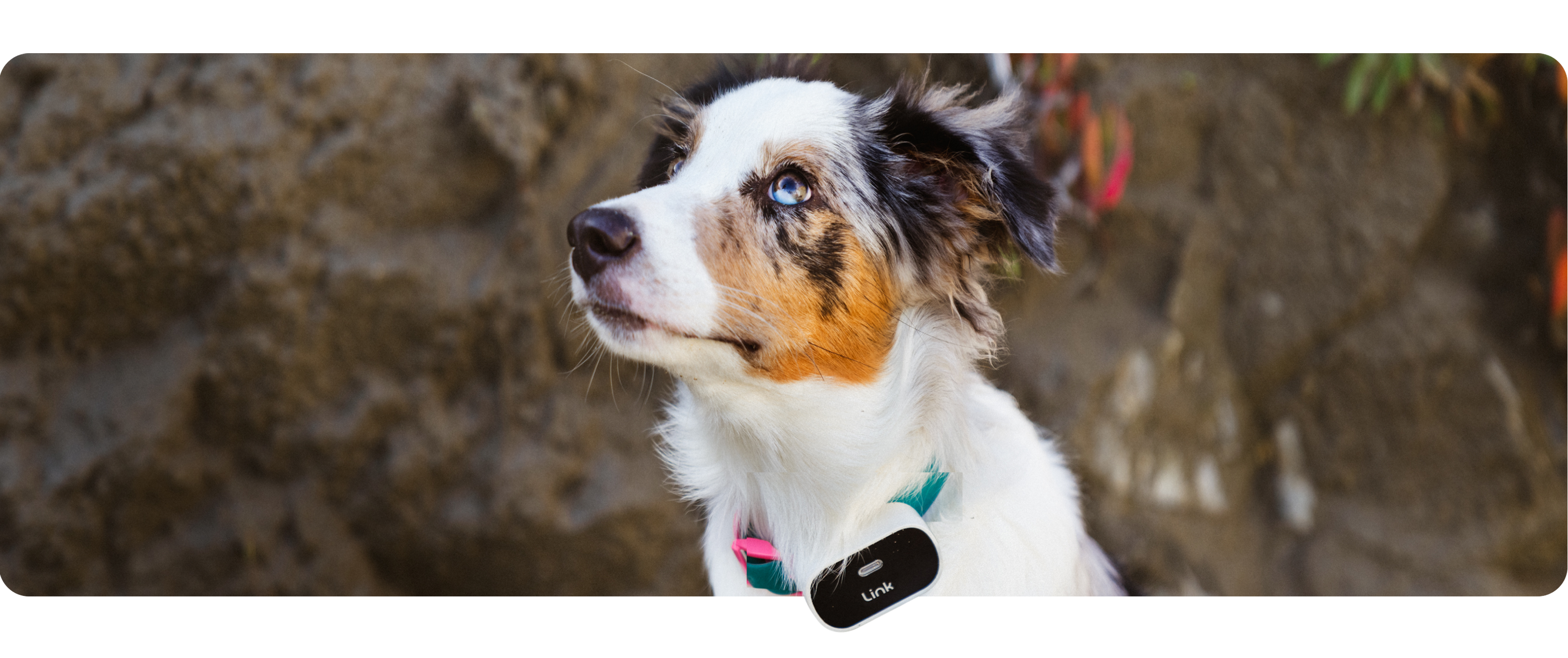 How Our Pet GPS Tracker Works | Link