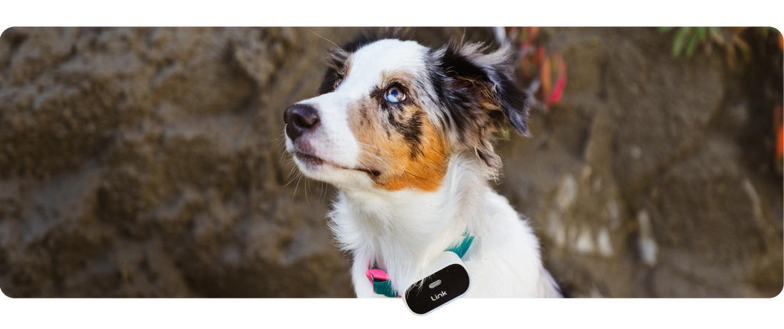How Our Pet GPS Tracker Works | Link