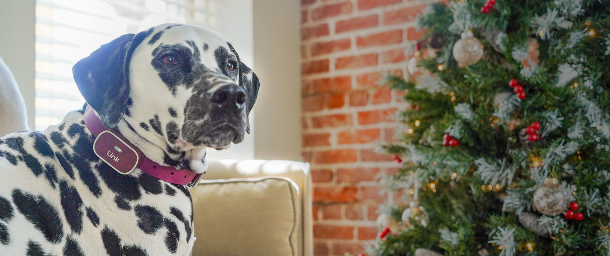 The Link Dog GPS Tracker & Activity Monitor