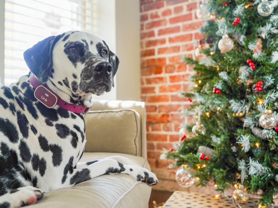 The Link Dog GPS Tracker & Activity Monitor